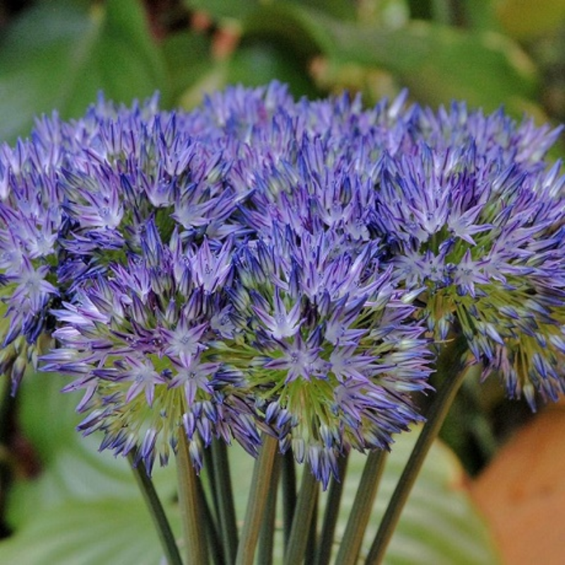 Allium caeruleum store
